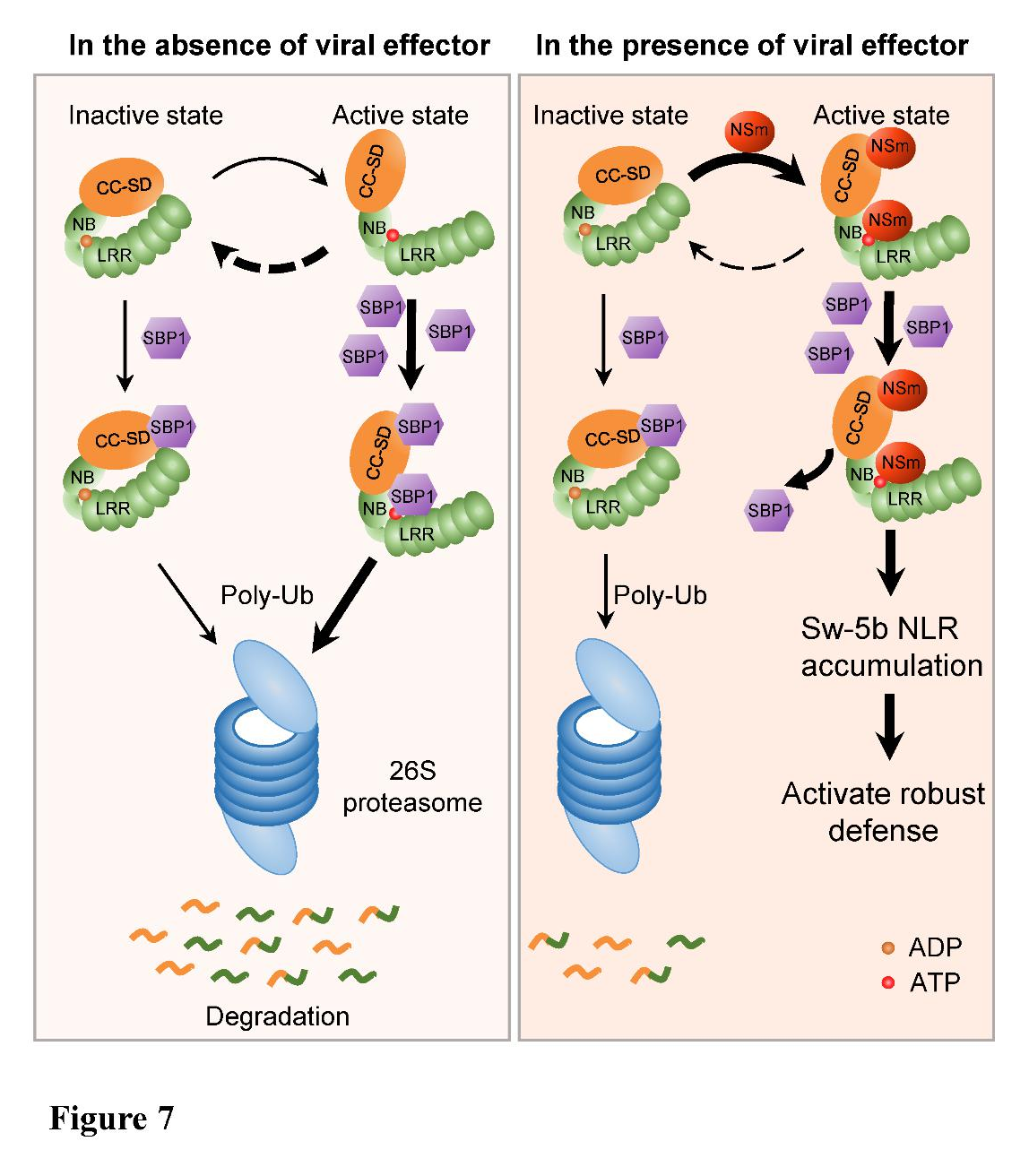 前沿 | 植物病毒学团队在抗病毒免疫方面取得重要进展