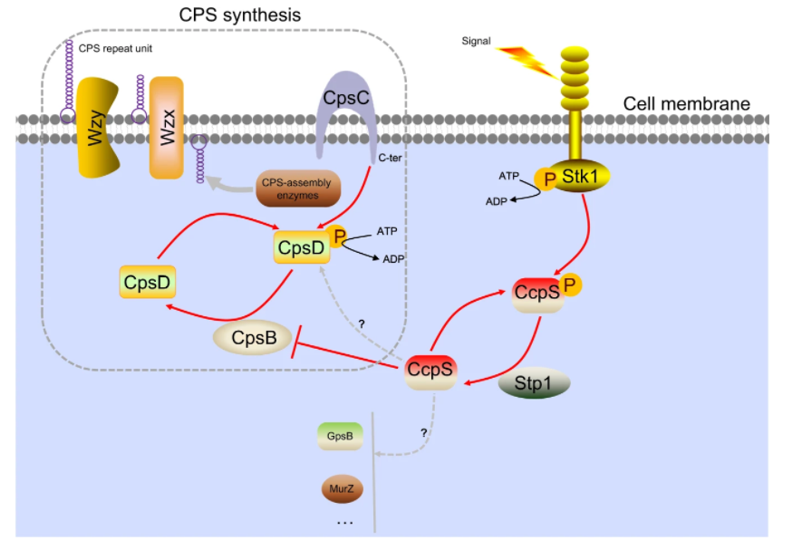 前沿 |动医院范红结教授团队揭示猪链球菌病发病新机制